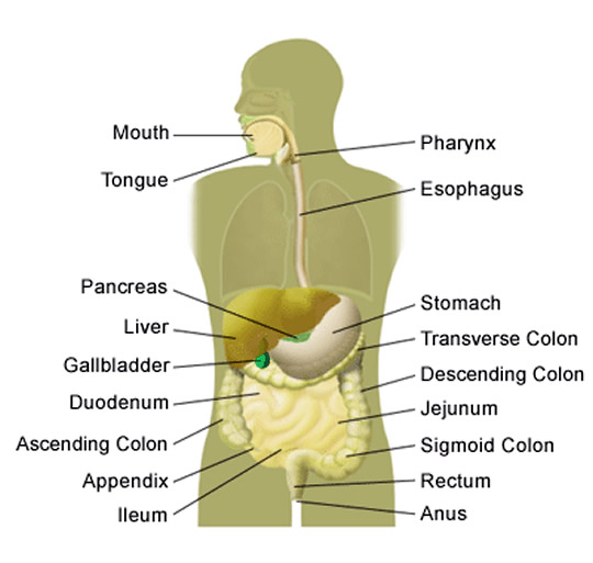 List 102 Pictures Where Is Your Appendix Located On A Female Picture